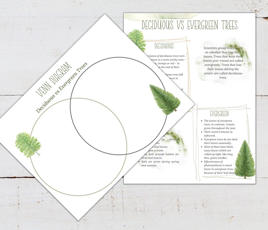 DECIDUOUS Vs EVERGREEN Trees Venn Diagram Activity, Homeschool ...