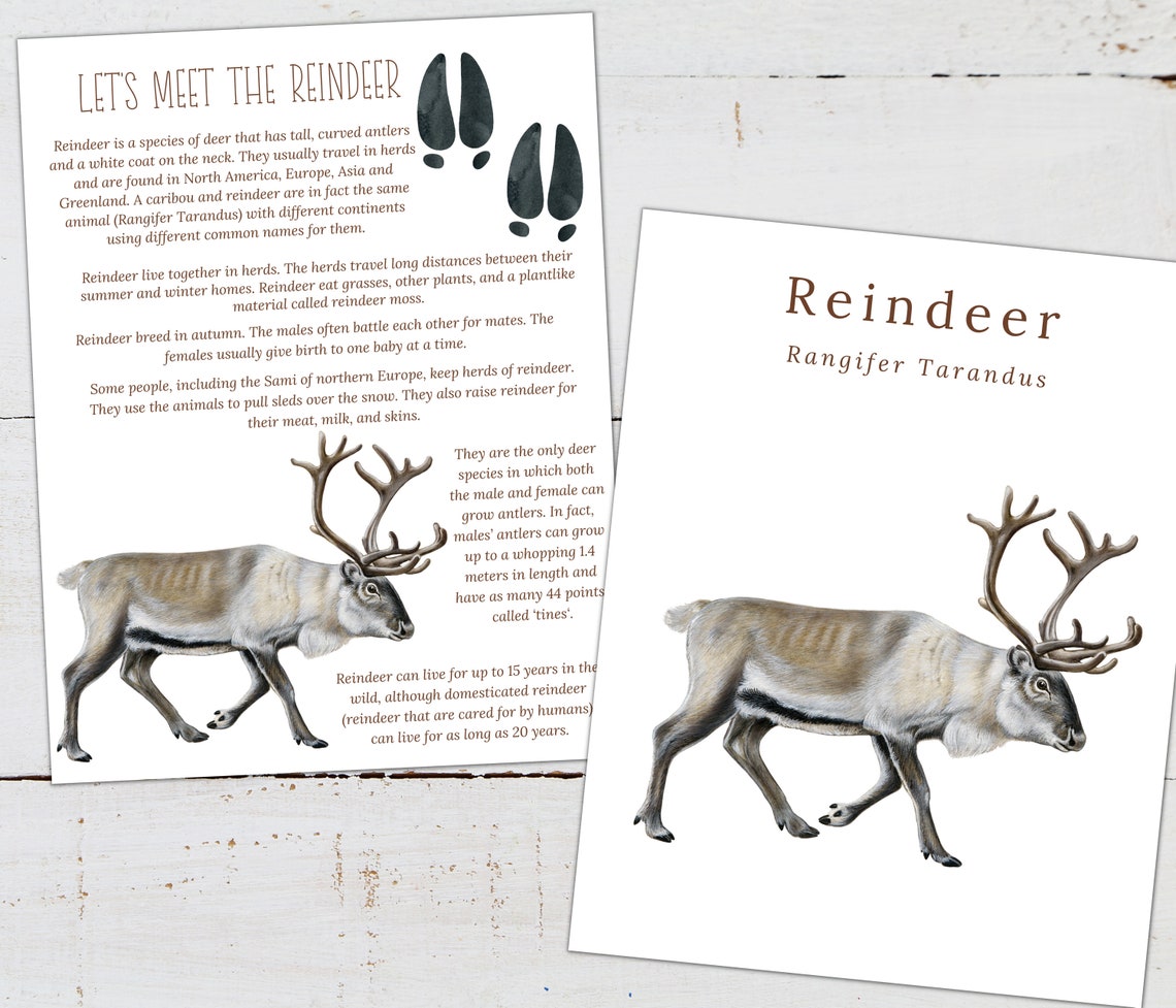 Reindeer Unit Study: Homeschool Science, Anatomy, Life Cycle (instant ...