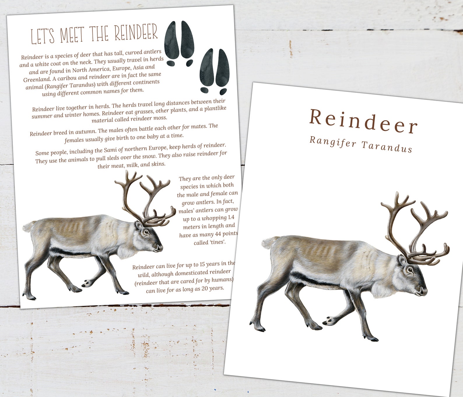 Reindeer Unit Study: Homeschool Science, Anatomy, Life Cycle (instant ...