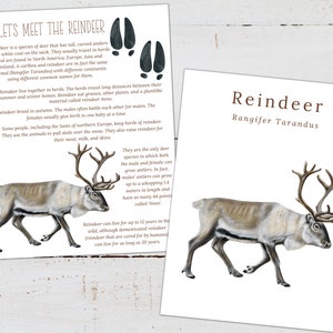 Reindeer Unit Study: Homeschool Science, Anatomy, Life Cycle (instant ...