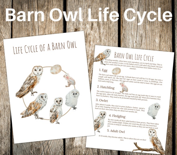 OWL LIFE CYCLE Nature Study Homeschool Printable Instant - Etsy