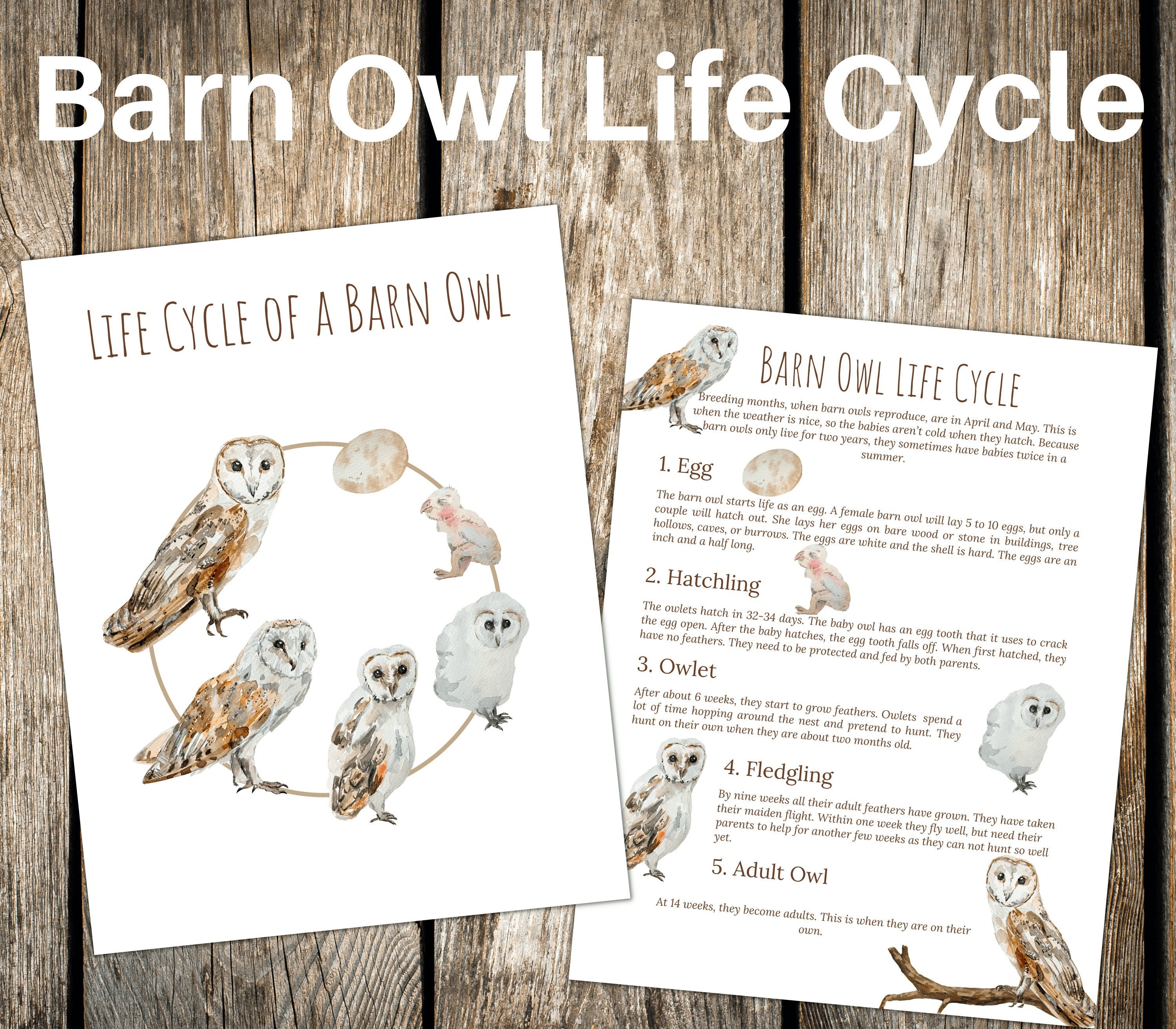 Barn Owl Worksheet
