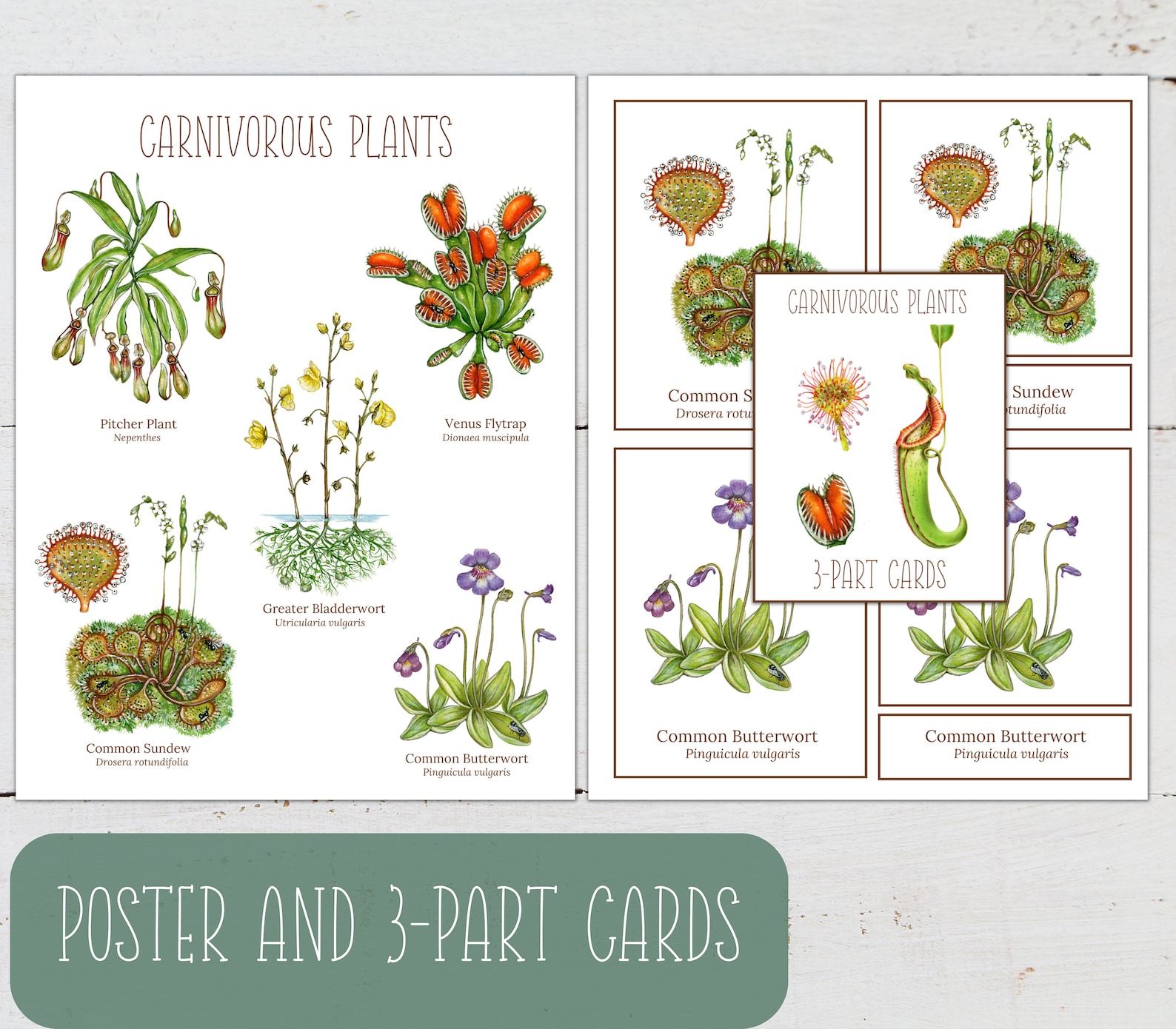 CARNIVOROUS PLANTS Unit Study, Anatomy, Nature Study, Science ...