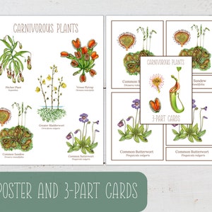 CARNIVOROUS PLANTS Unit Study, Anatomy, Nature Study, Science ...