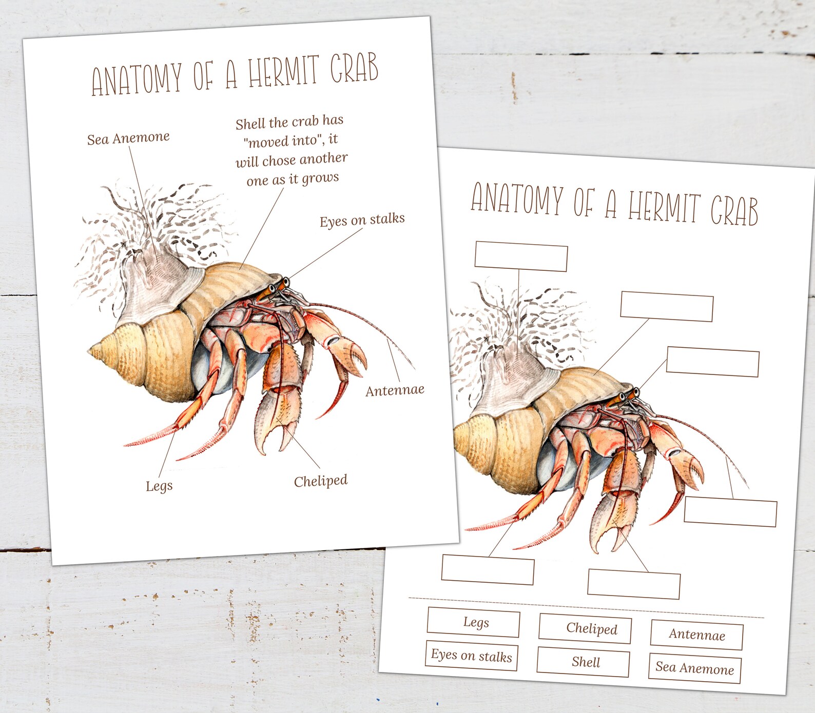 Symbiosis in Nature Unit Study: Homeschool Science (instant Download ...