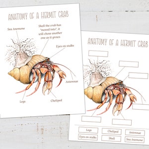 Symbiosis in Nature Unit Study: Homeschool Science (instant Download ...