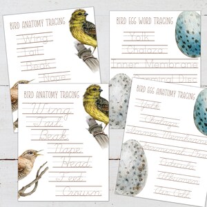 BIRD AND EGG Anatomy, Poster, Labeling and Tracing Activity, Bird Study ...
