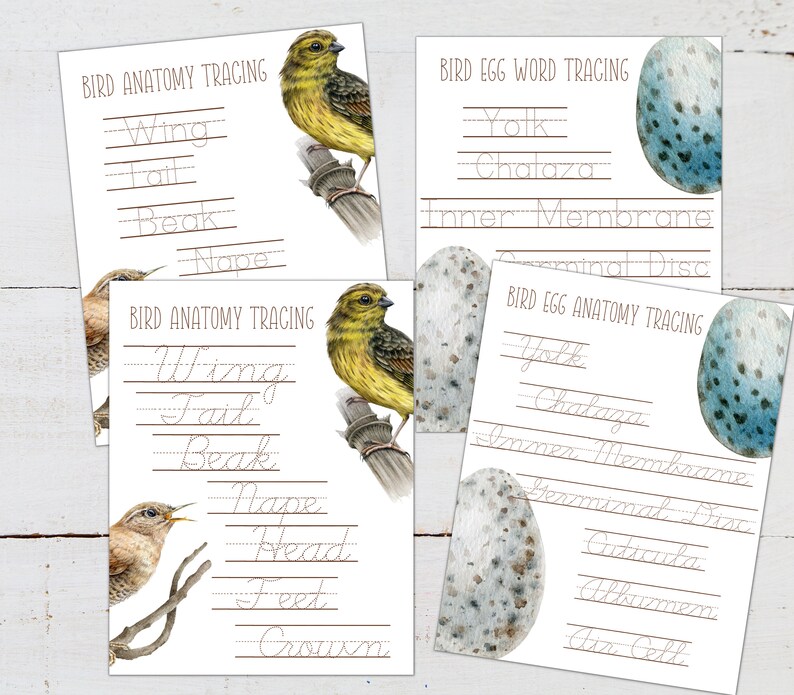 BIRD AND EGG Anatomy Poster Labeling and Tracing Activity - Etsy