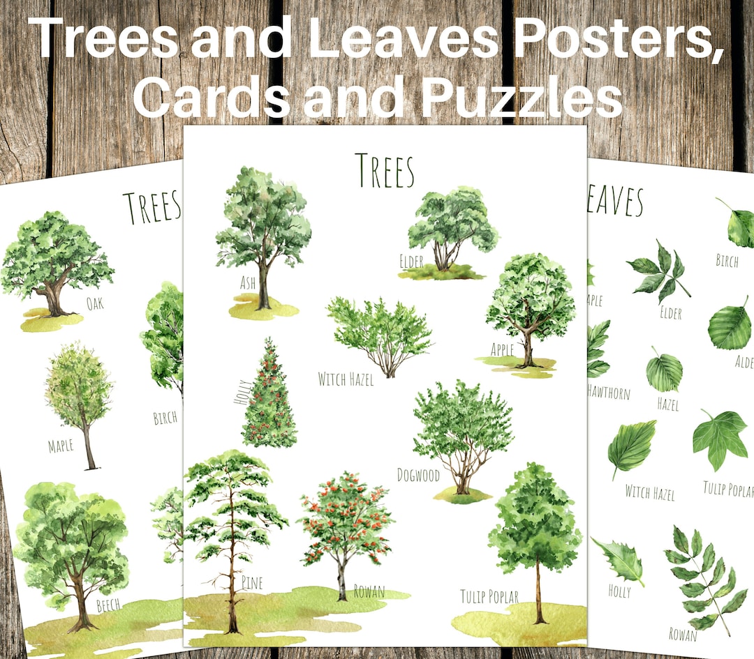 GREEN TREES and LEAVES, Mini Posters + Cards + Puzzles, Nature Study, 3 ...