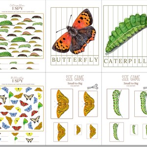 Butterflies and Their Caterpillars Unit Study, Life Cycle, Anatomy ...