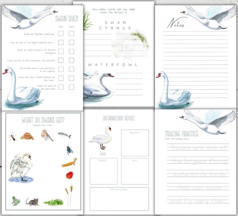 Swan Unit Study: Life Cycle, Anatomy, Activities (homeschool Printable ...