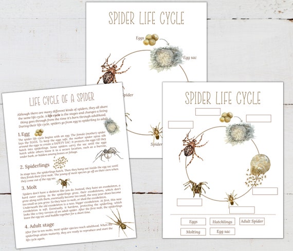 Life Cycle Of A Spider Diagram Giant Spider Life Cycle 4 Stages