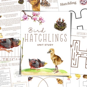BIRDS UNITS BUNDLE, Bird Activities, Nests, Hatchlings, Beaks ...