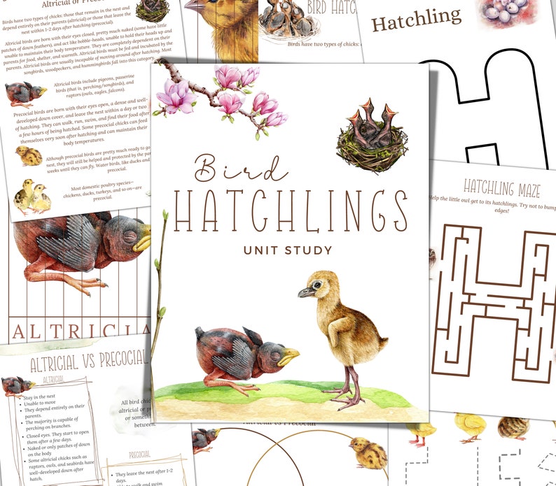 BIRDS UNITS BUNDLE, Bird Activities, Nests, Hatchlings, Beaks ...