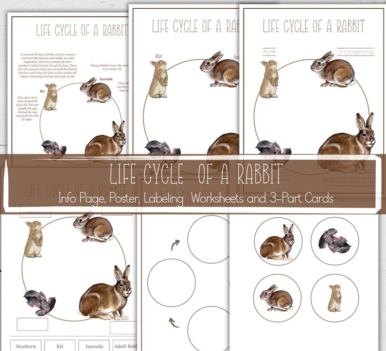 Rabbit and Hare Unit Study: Homeschool Printable (instant Download) - Etsy