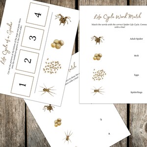 SPIDER Unit Study Life Cycle Anatomy Nature Study Science - Etsy
