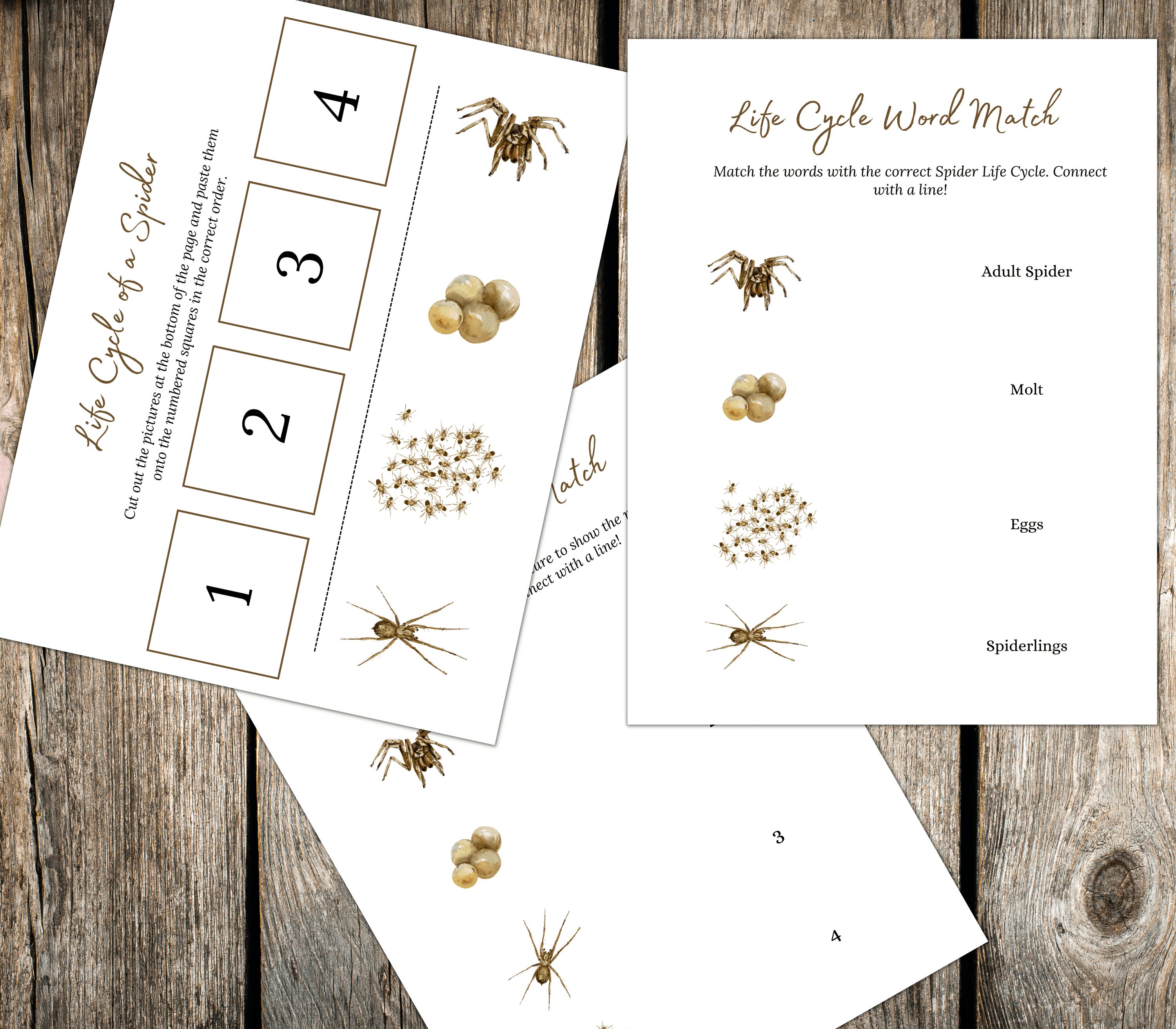 SPIDER Unit Study Life Cycle Anatomy Nature Study Science - Etsy UK