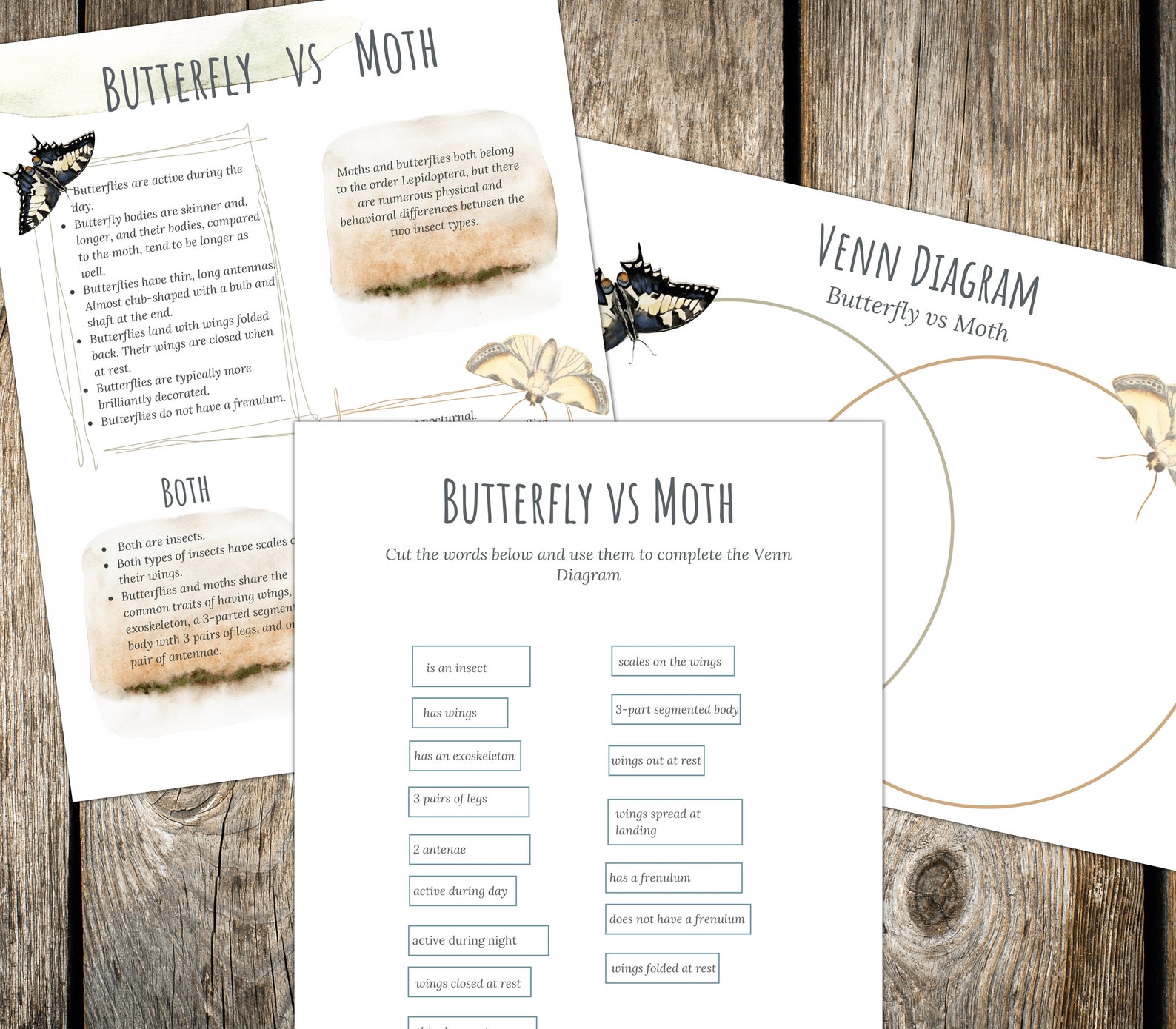 Swallowtail BUTTERFLY Unit Study Life Cycle Anatomy Nature - Etsy