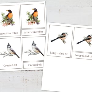 WINTER BIRDS Fact Cards, 3 Part Cards and Mini Poster, Nature, Digital ...