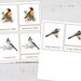 WINTER BIRDS Fact Cards, 3 Part Cards and Mini Poster, Nature, Digital ...