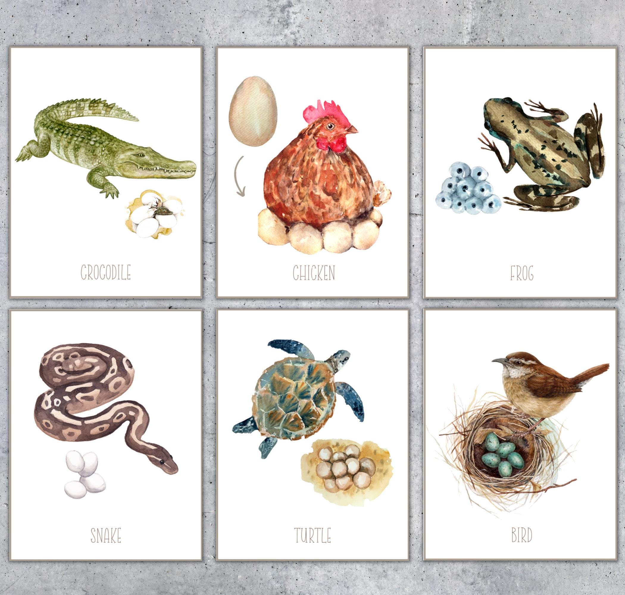 Oviparous Animals and Eggs Flashcards: Montessori Matching Activity ...