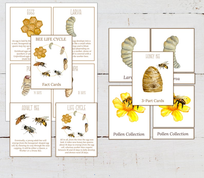 HONEY BEE Life Cycle Nature Study Homeschool Printable - Etsy