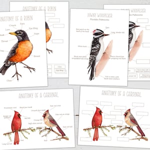 WINTER BIRDS Unit Study, Nature Study, Science, Handwriting, Homeschool ...