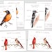 WINTER BIRDS Unit Study, Nature Study, Science, Handwriting, Homeschool ...