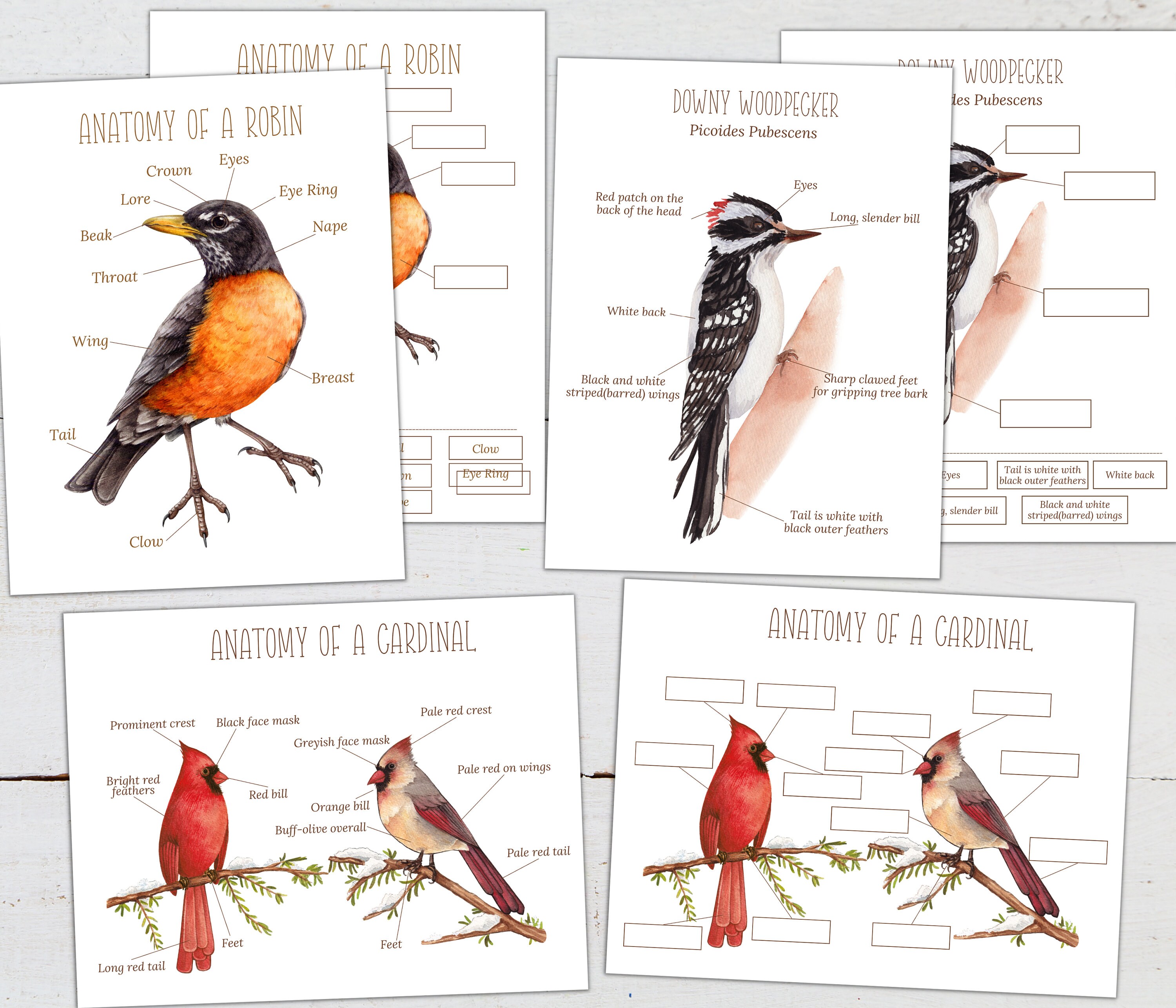 WINTER BIRDS Unit Study, Nature Study, Science, Handwriting, Homeschool ...