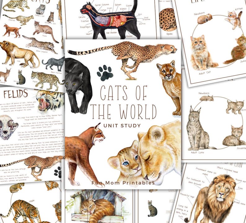 CATS/FELIDS Unit Study, Life Cycle, Anatomy, Nature Study, Science ...