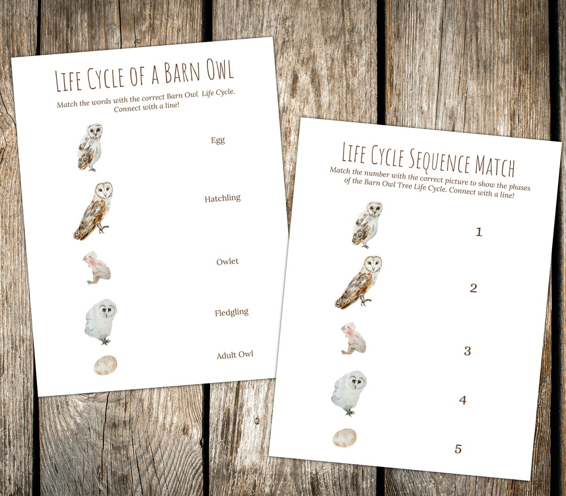 OWL LIFE CYCLE Nature Study Homeschool Printable Instant - Etsy