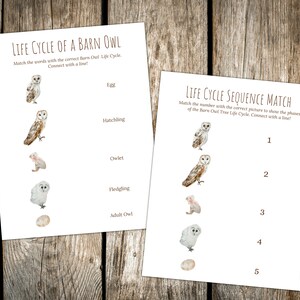 OWL LIFE CYCLE, Nature Study, Homeschool Printable, Instant Download - Etsy