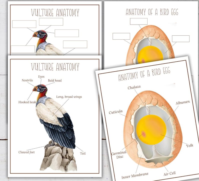 Vultures Unit Study: Life Cycle, Anatomy, Homeschool Printable (instant ...