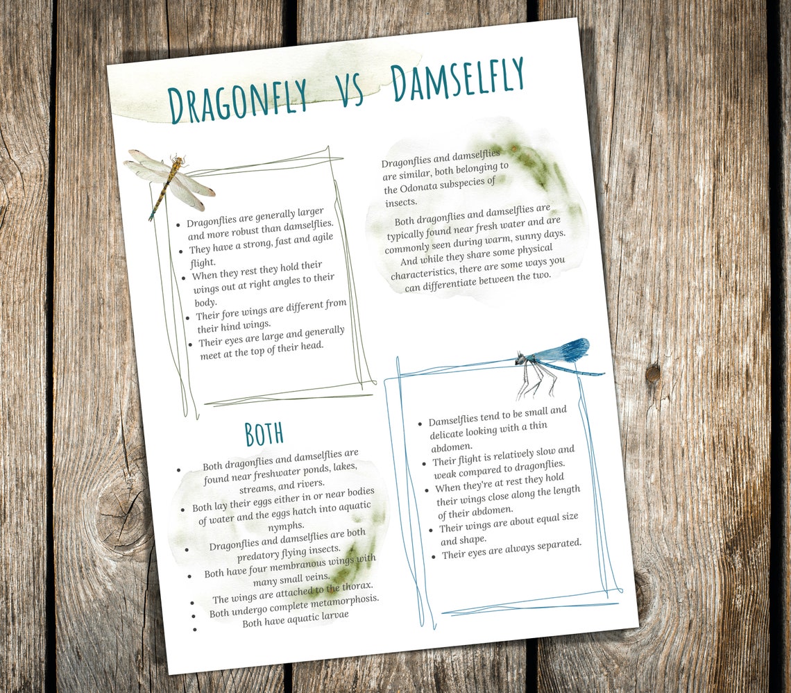 Dragonfly Vs Damselfly Venn Diagram Activity Homeschool - Etsy