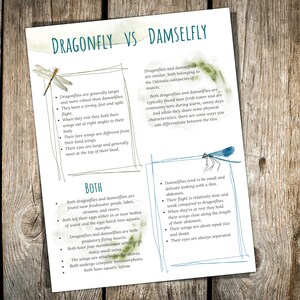Dragonfly Vs Damselfly Venn Diagram Activity, Homeschool, Montessori ...