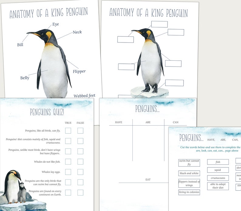 PENGUINS Unit Study Life Cycle Anatomy Nature Study - Etsy