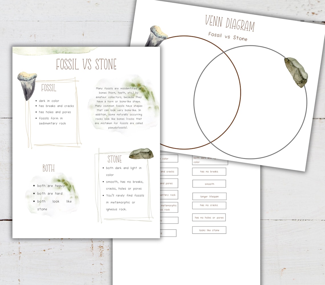 FOSSILS Unit Study, Anatomy, Nature Study, Science, Handwriting ...