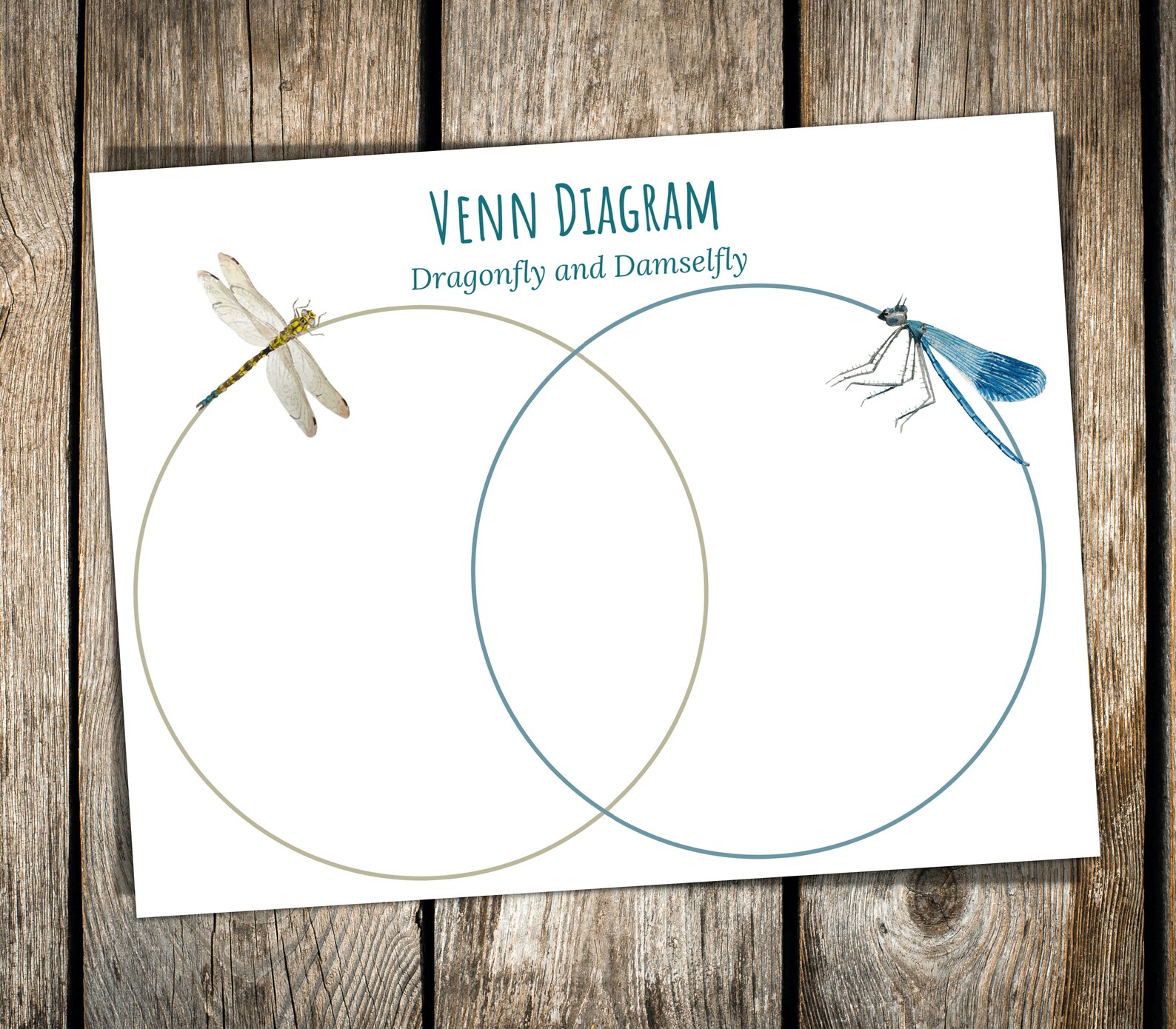Dragonfly Vs Damselfly Venn Diagram Activity, Homeschool, Montessori ...