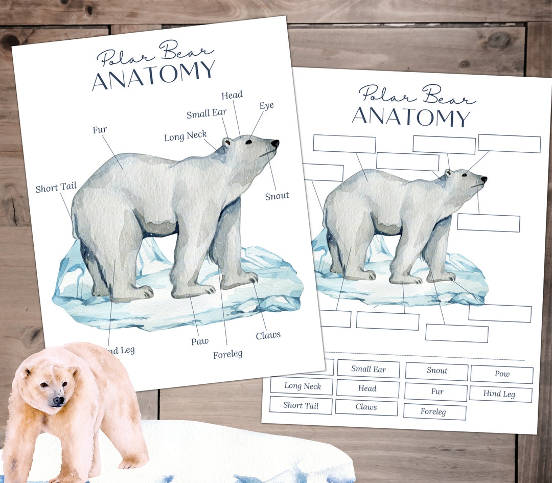 POLAR Bear Anatomy, Poster and Labeling Activity, Homeschool, Instant ...