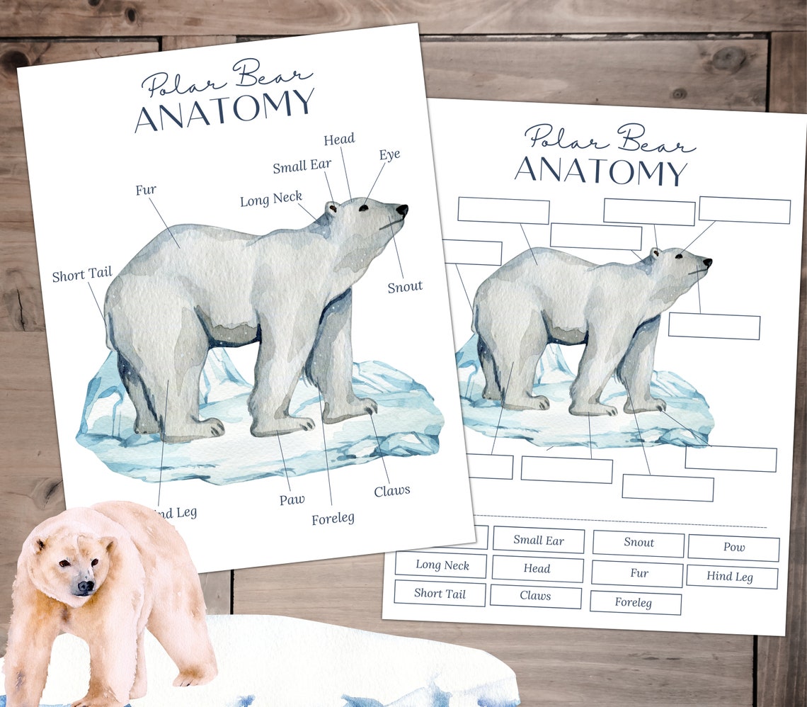 POLAR Bear Anatomy Poster and Labeling Activity Homeschool - Etsy