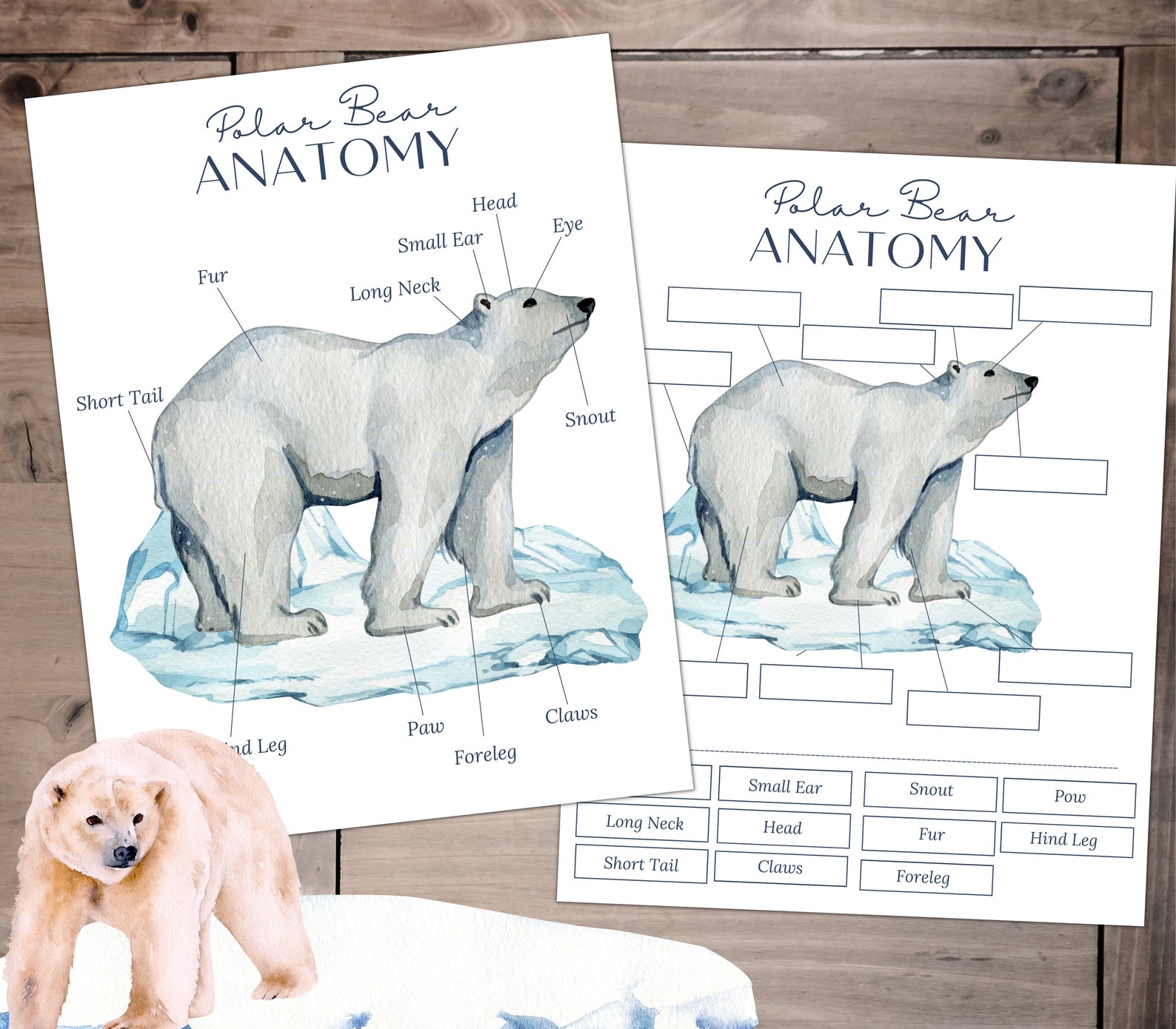 POLAR Bear Anatomy Poster and Labeling Activity Homeschool - Etsy