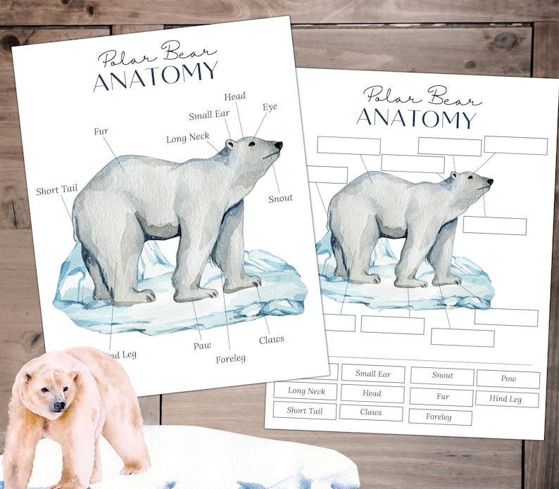 POLAR Bear Anatomy Poster and Labeling Activity Homeschool - Etsy