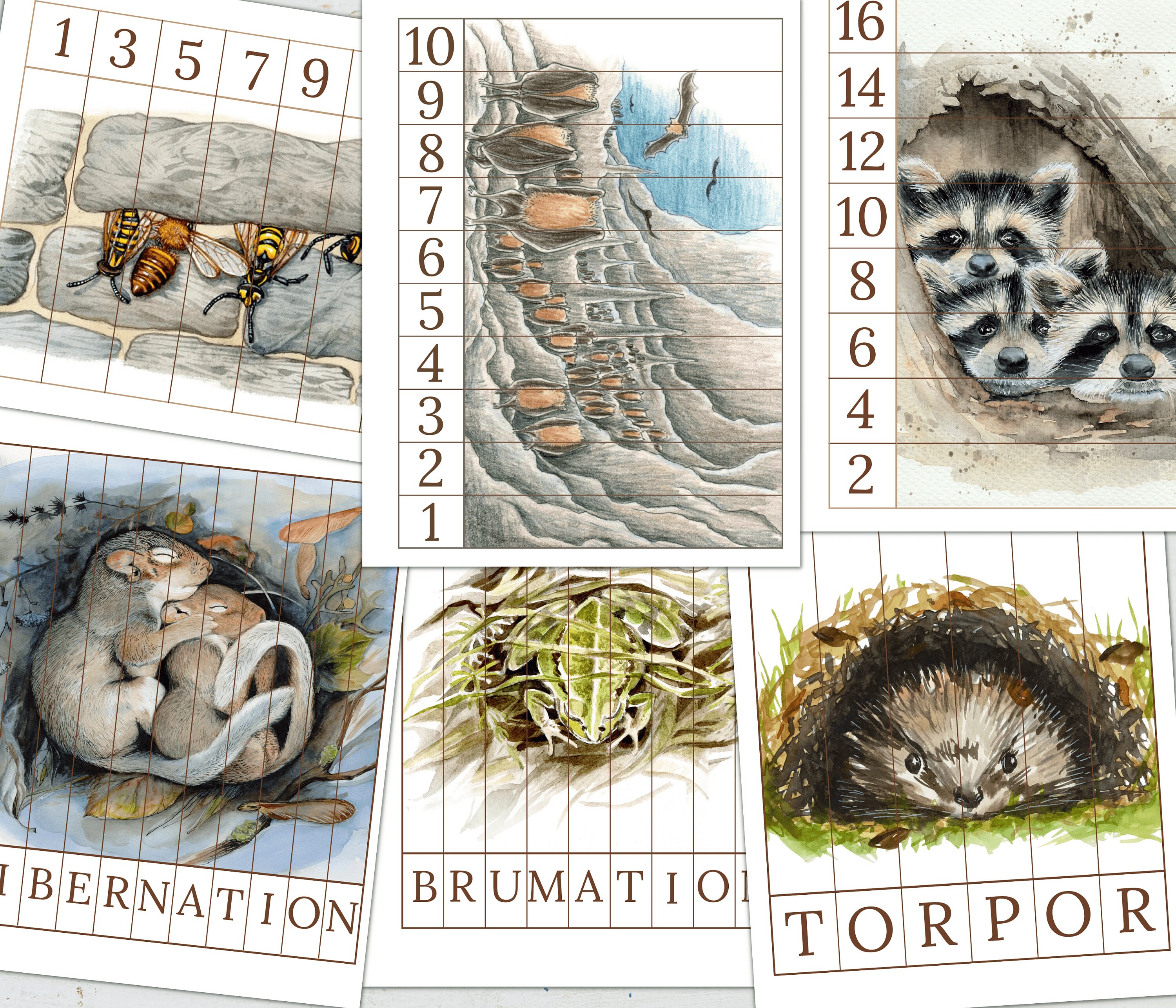 WINTER SLEEP Unit Study, Hibernation, Nature Study, Science ...