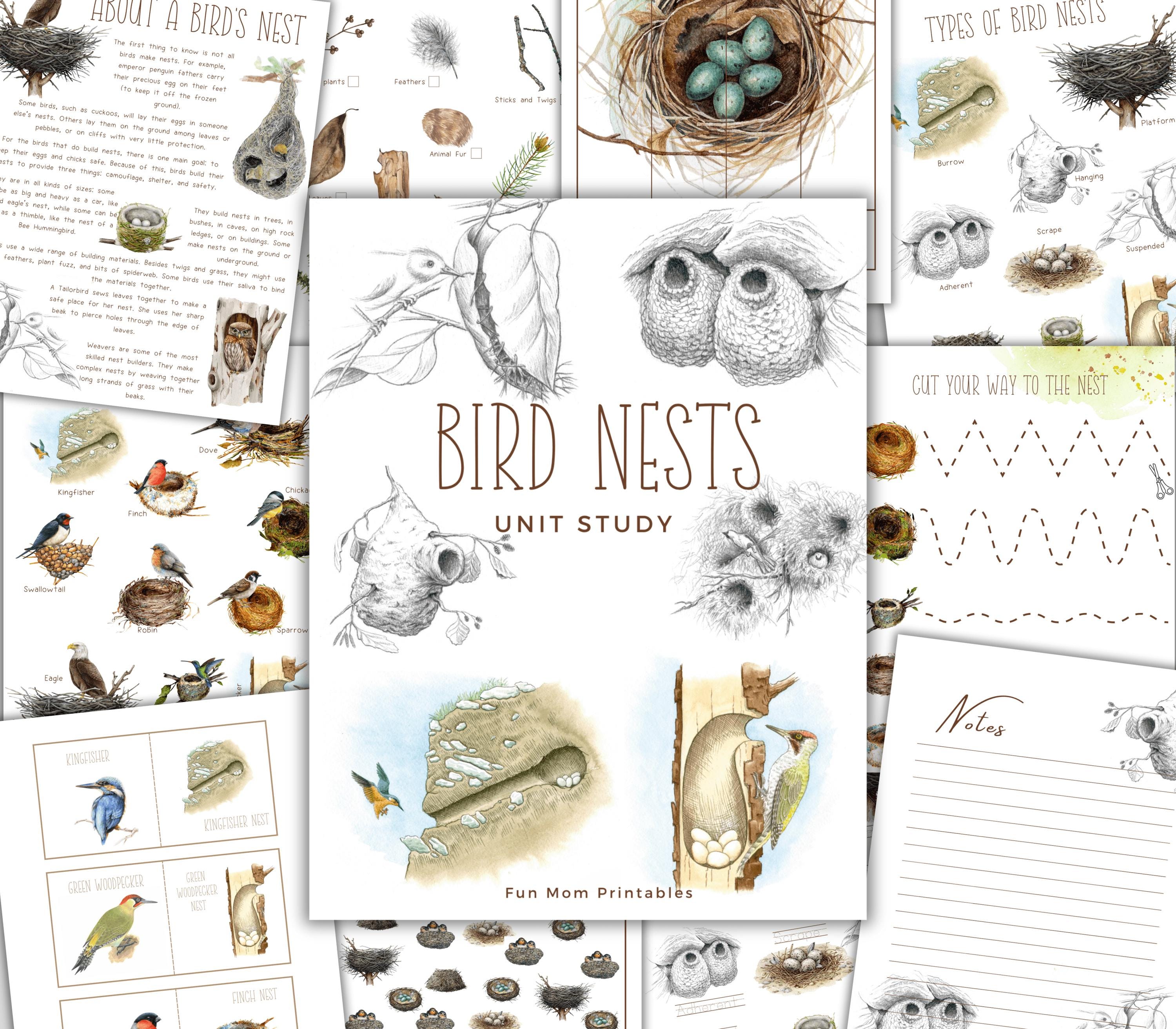 BIRDS UNITS BUNDLE, Bird Activities, Nests, Hatchlings, Beaks ...