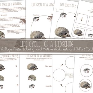 HEDGEHOG Unit Study, Life Cycle, Anatomy, Nature Study, Science ...
