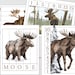 MOOSE Unit Study, Life Cycle, Anatomy, Nature Study, Science ...