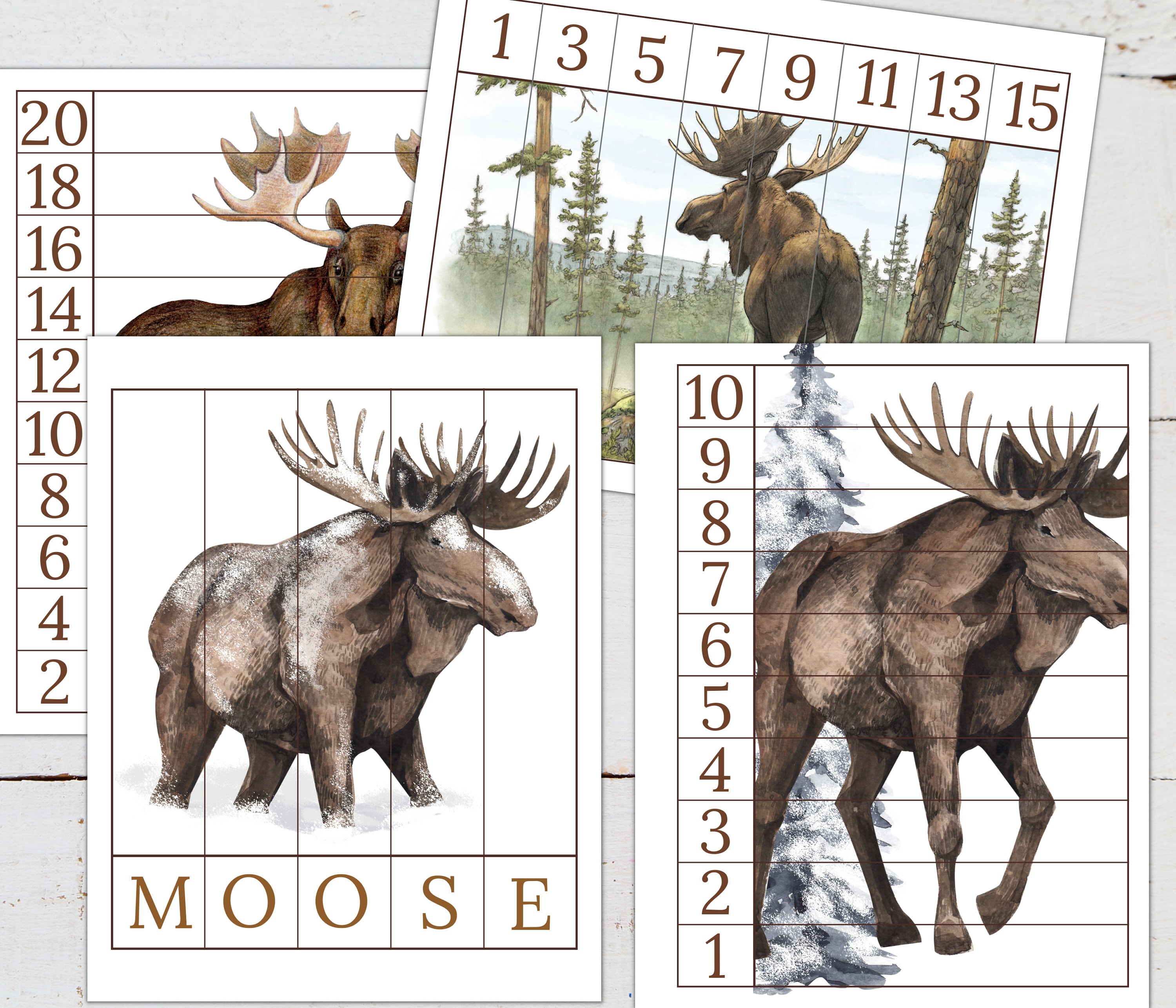 Moose Unit Study: Homeschool Science, Anatomy & Life Cycle (printable ...