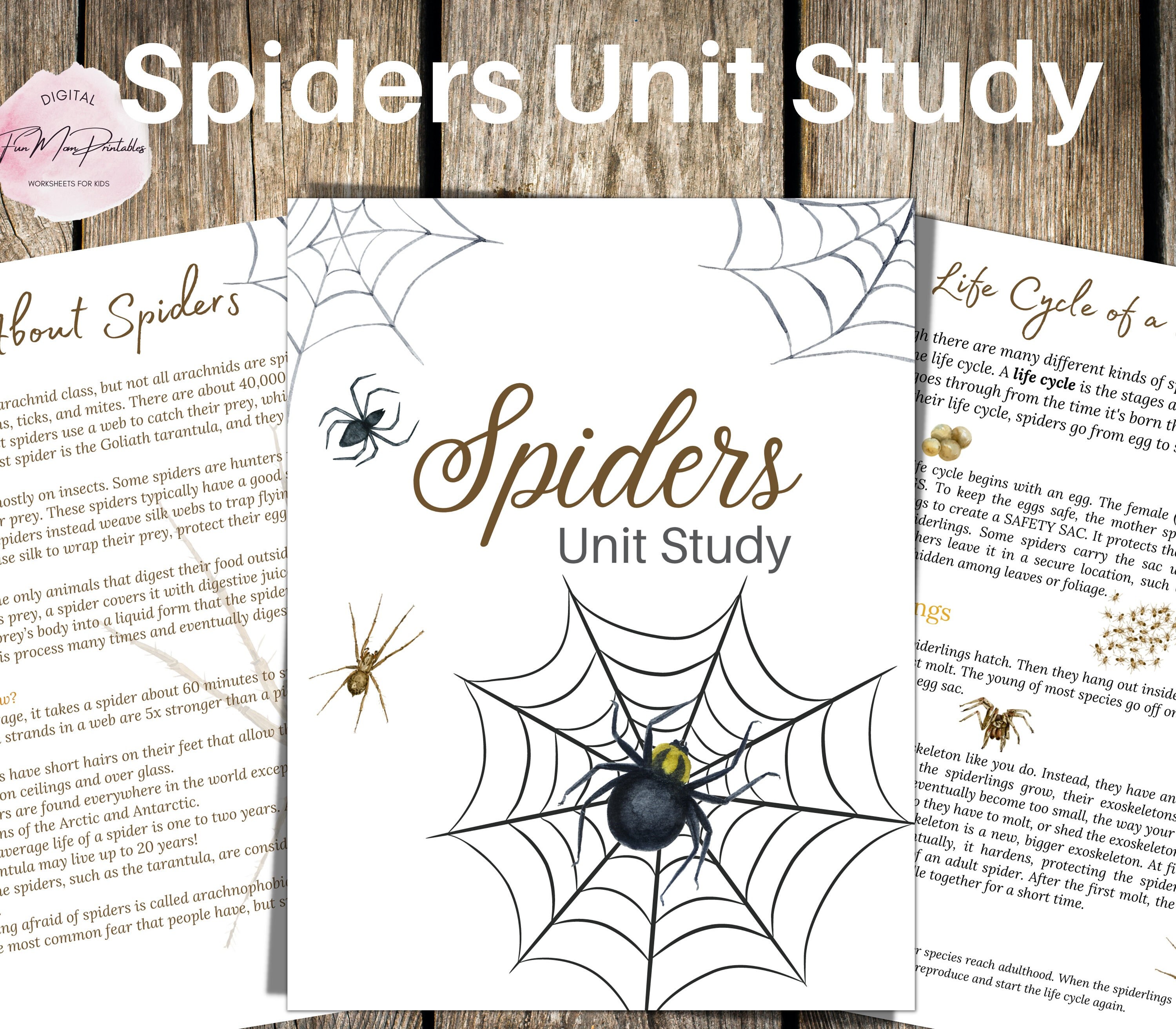 SPIDER Unit Study Life Cycle Anatomy Nature Study Science - Etsy UK