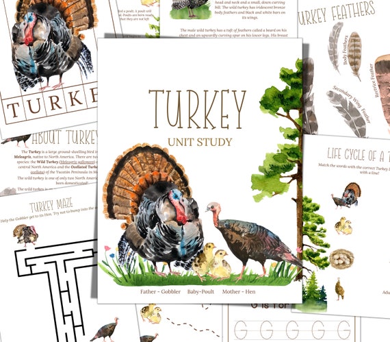 TURKEY Unit Study Life Cycle Anatomy Montessori 3 Part - Etsy