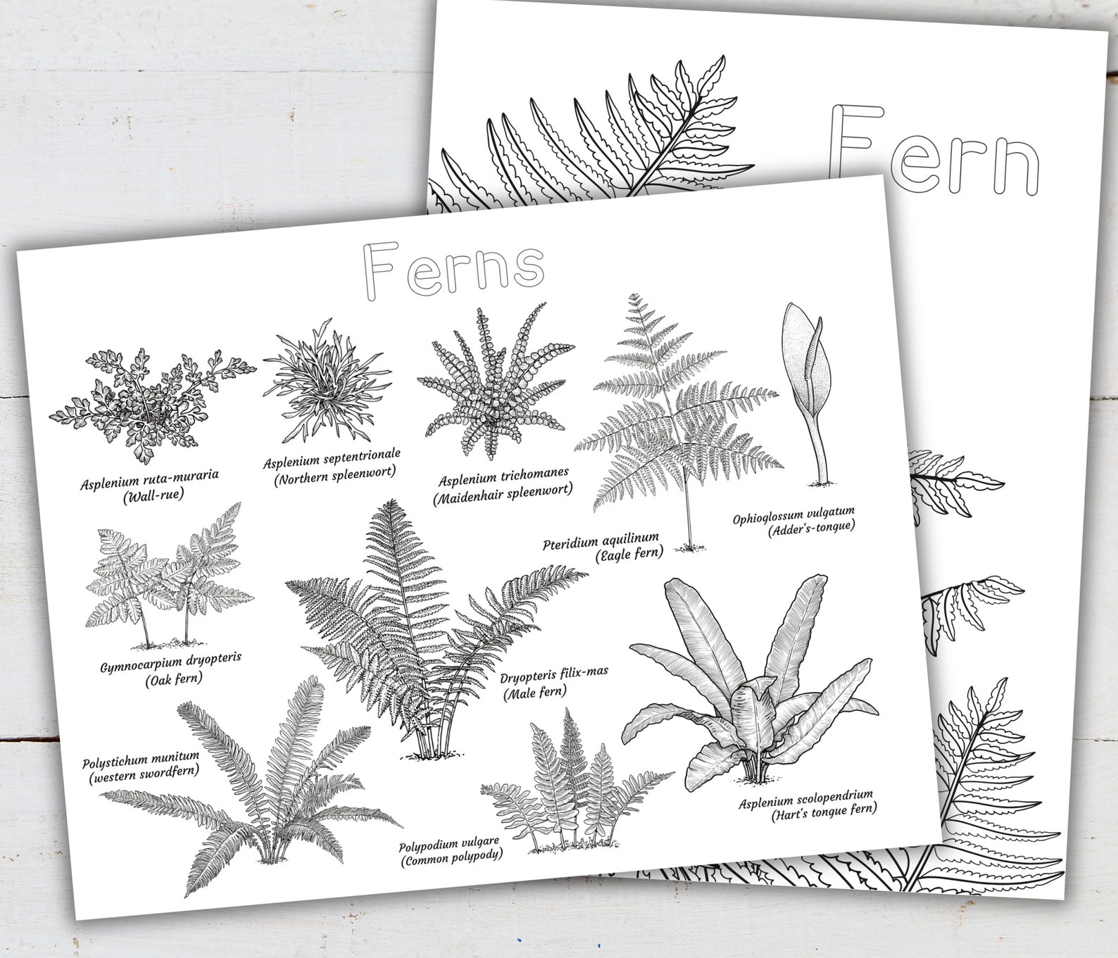 Ferns Unit Study: Life Cycle, Anatomy, Family Style Activities ...